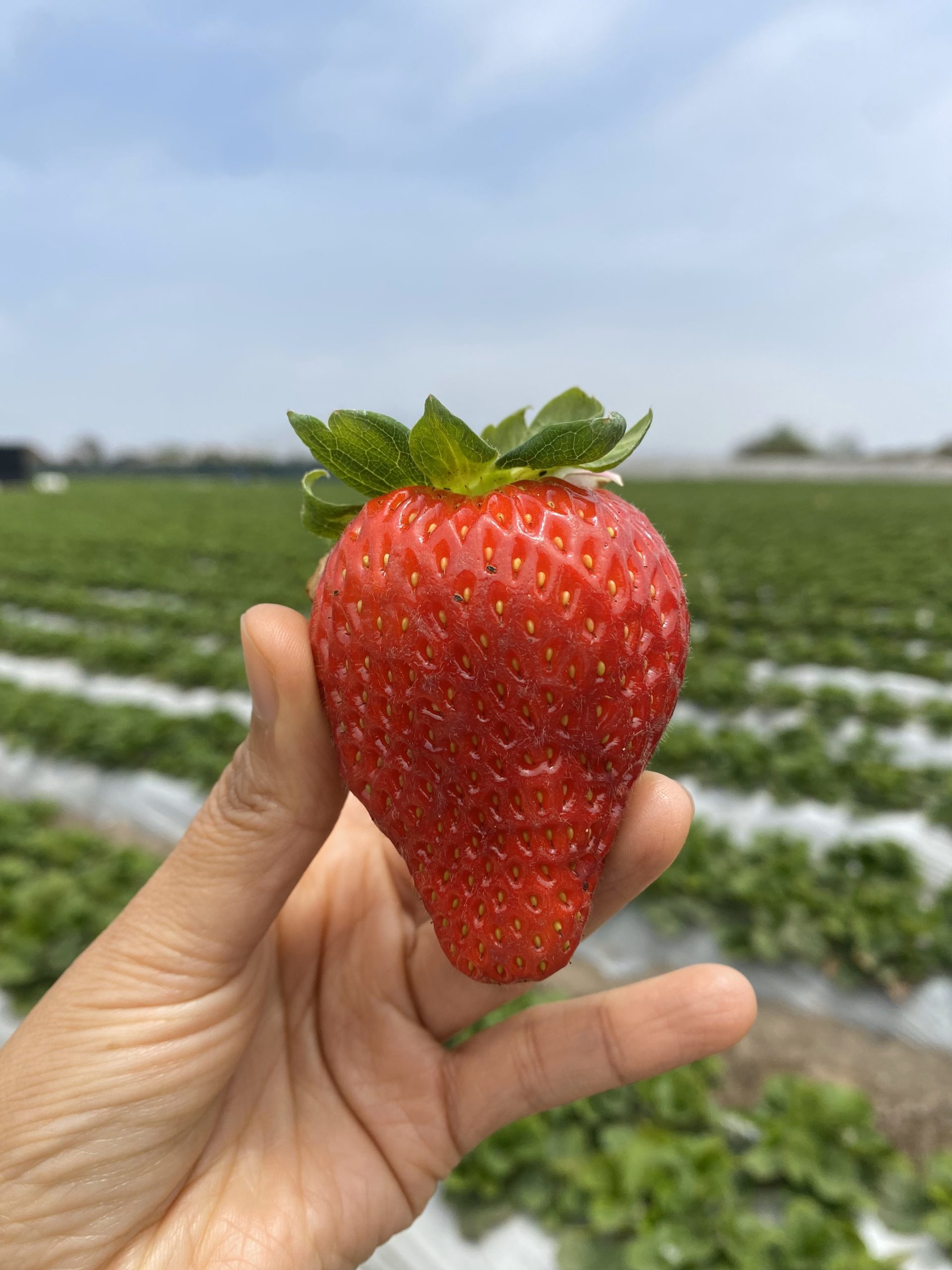 Cynthia Falcon y el Cultivo de Fresas: Hacia una Producción Sostenible ...