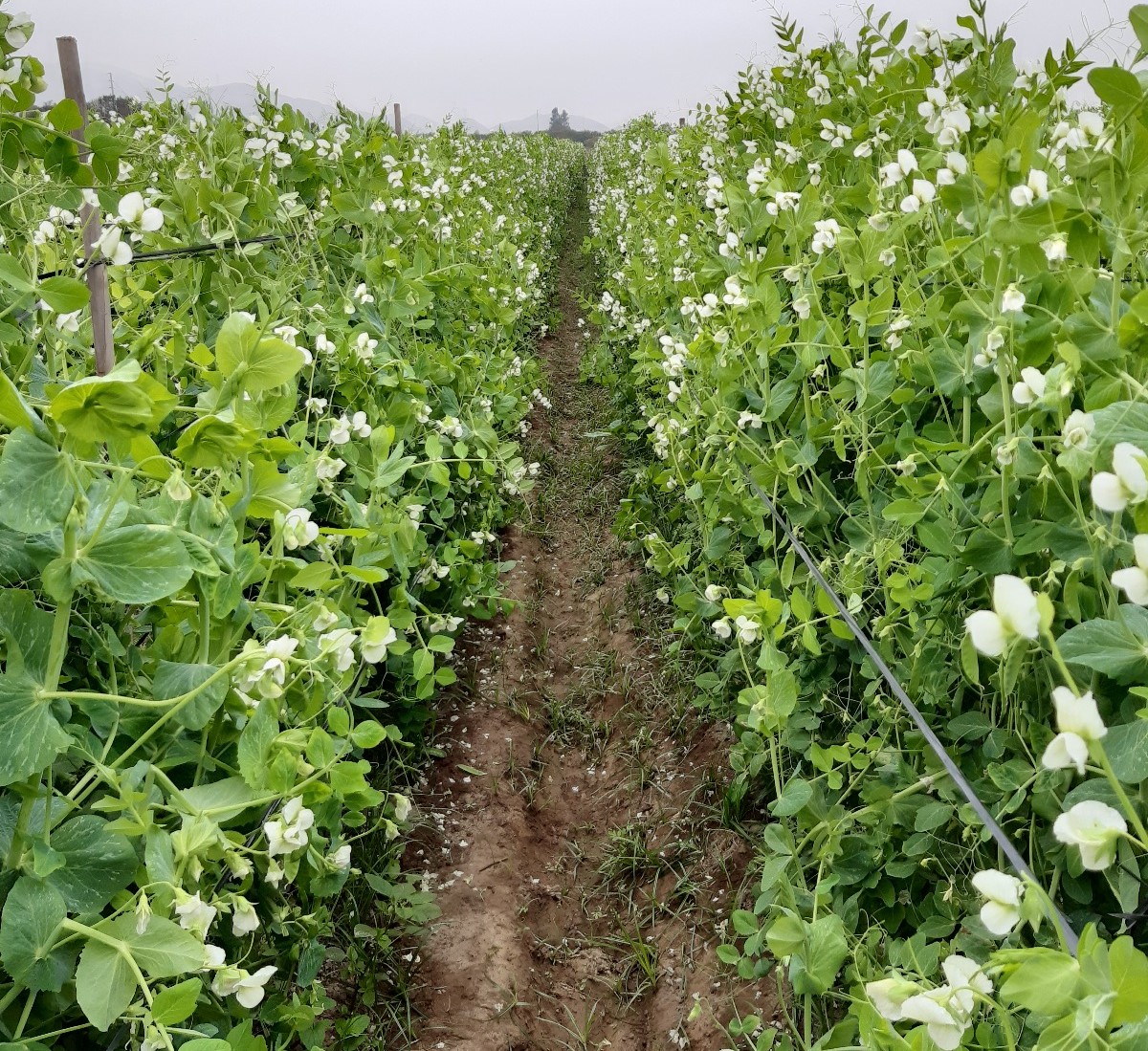 Luis Olórtegui: Recomendaciones para Controlar las Principales Plagas ...