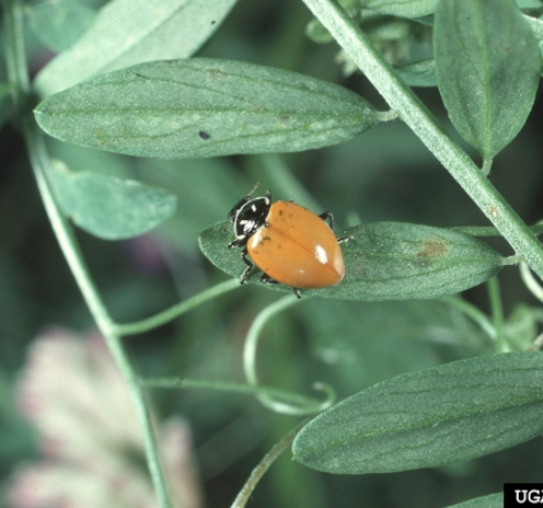 ¡Identifica a los insectos aliados de tu campo! | Doctor Agro