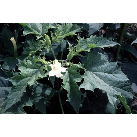 Eliminar malezas | Doctor Agro